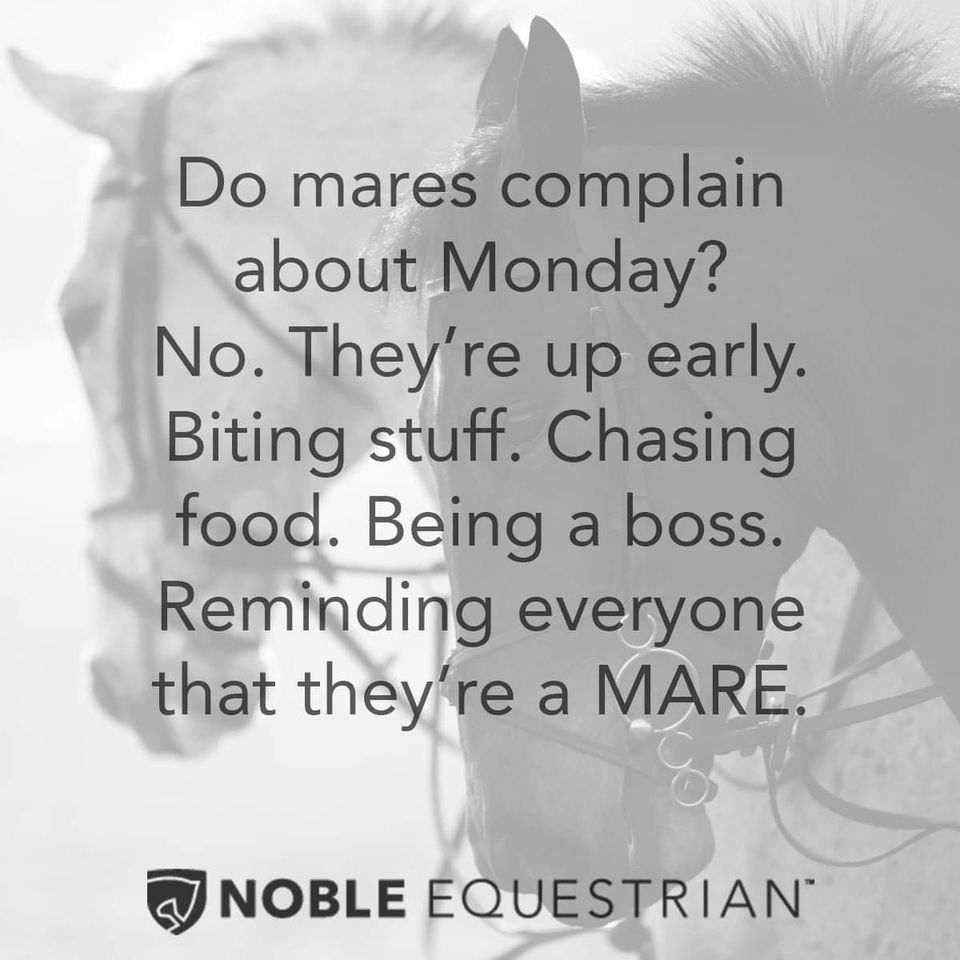 Derryham Stables: Do mares complain? – Horseaware