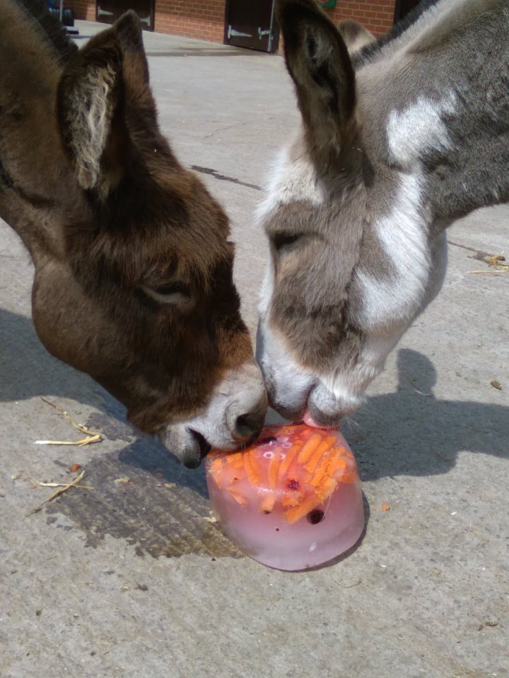 🌞Remember to take care of yourselves and your animals to keep cool and ...