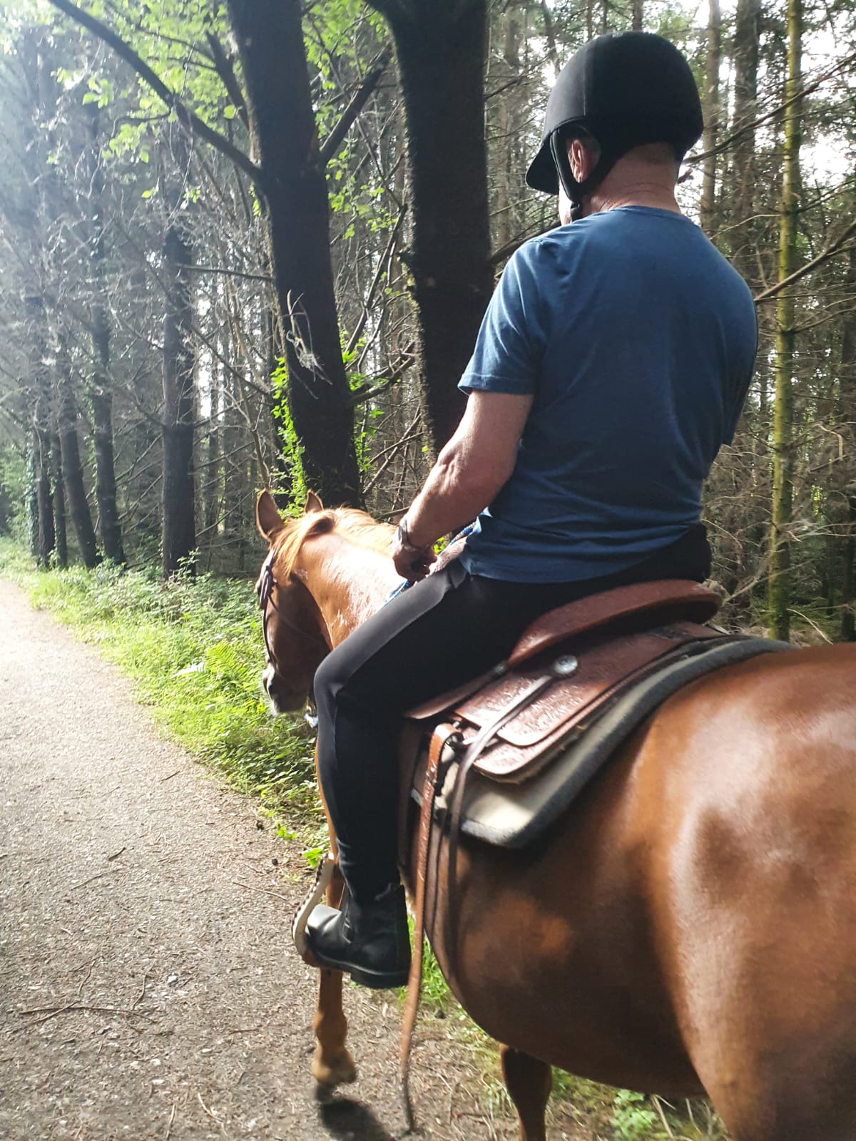 The Clegs are driving the horses mad…#horseaware – Horseaware