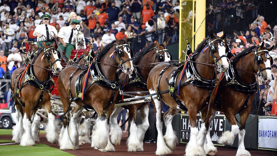 Anheuser-Busch said it has stopped cutting the tails of it’s Budweiser ...
